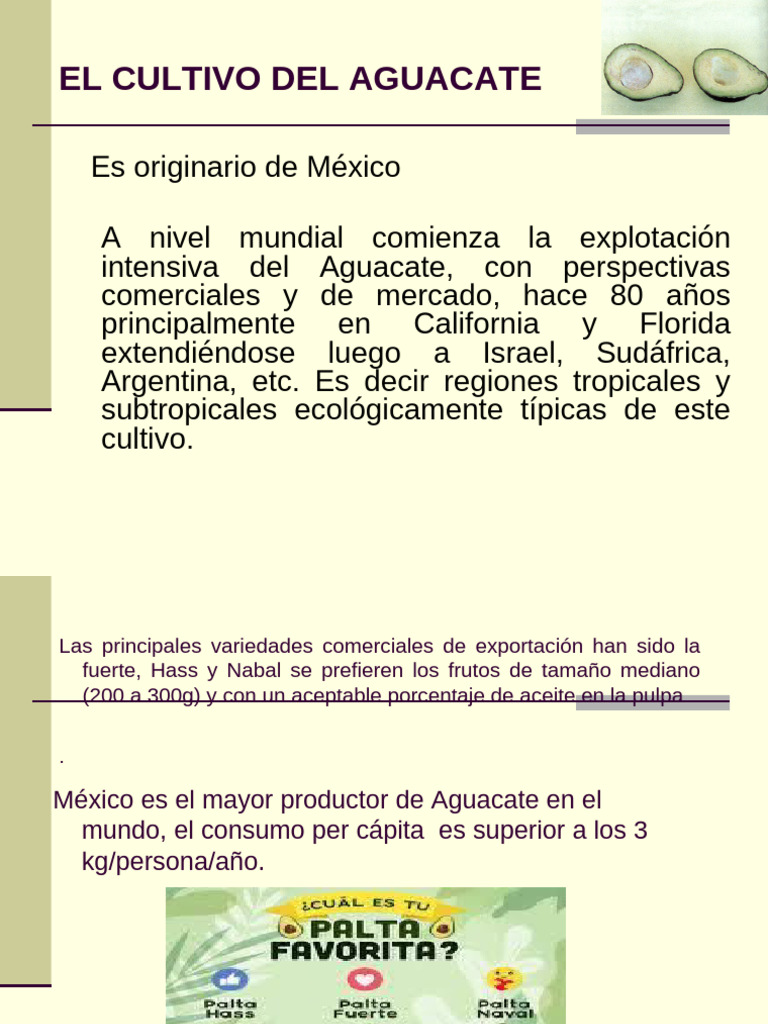 Partes de la flor del aguacate | PDF | Aguacate | Flores