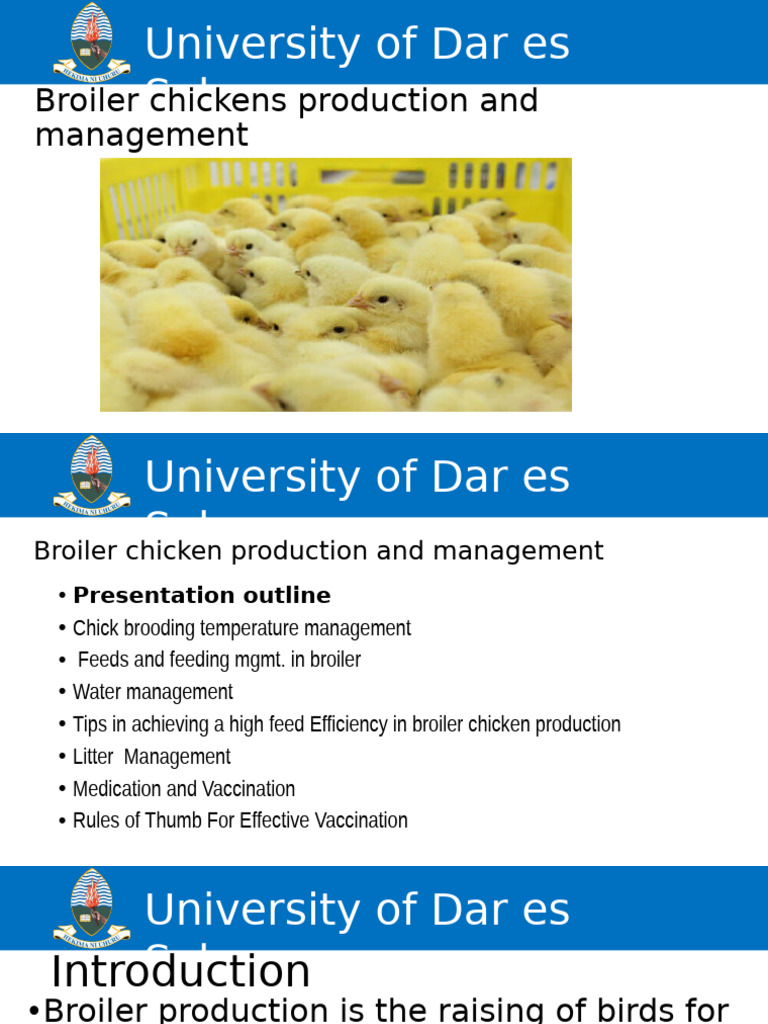 Broiler Production | PDF | Broiler | Chicken