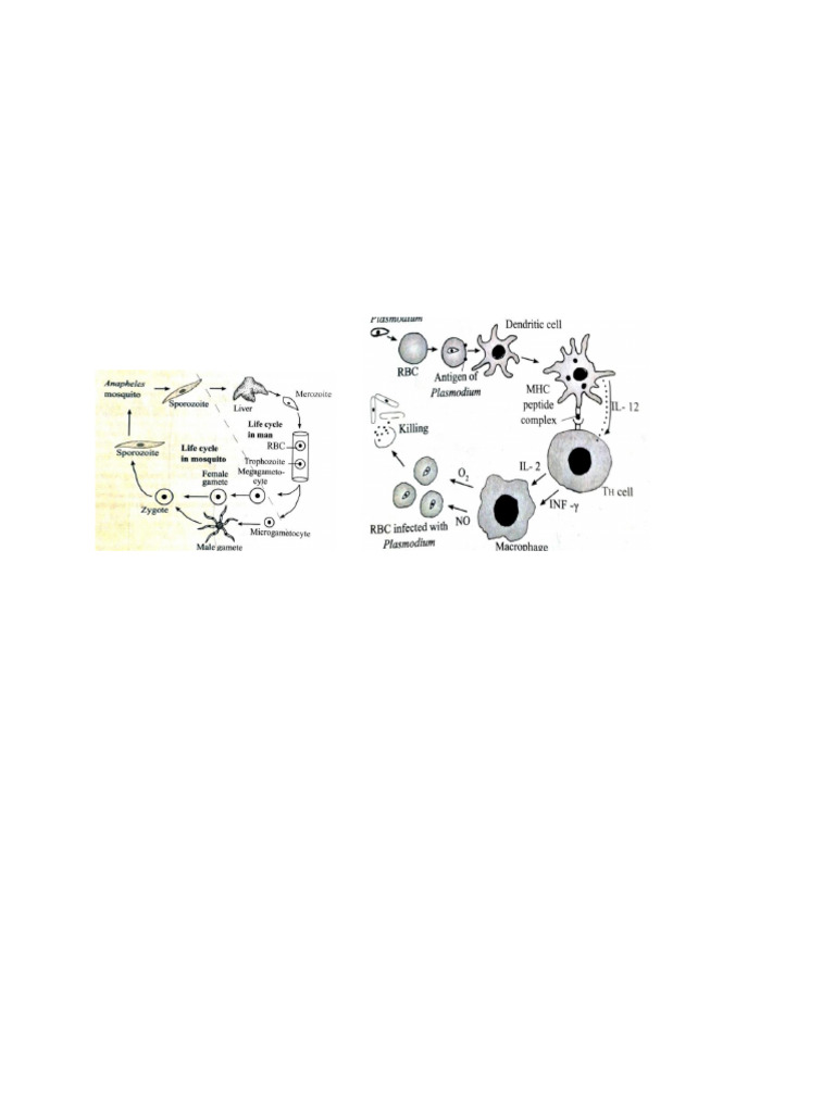 Immune Response Converted | PDF | Immune System | T Helper Cell