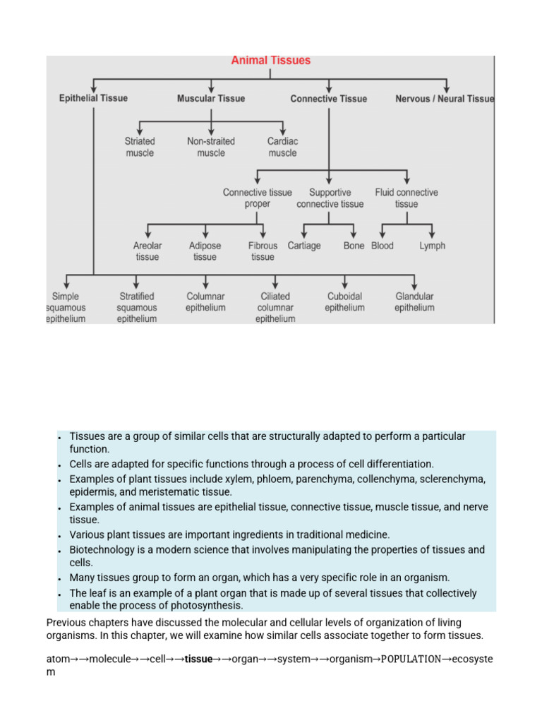 Grade 10 Animal tissue | PDF | Epithelium | Tissue (Biology)