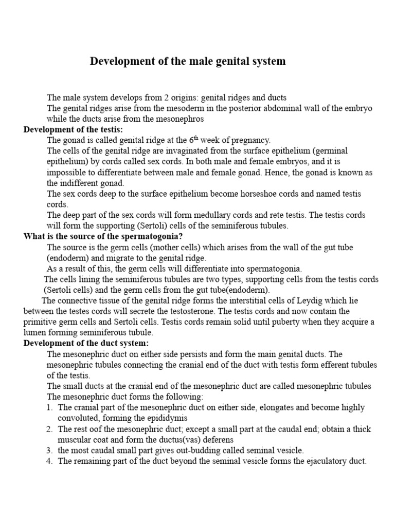 Embryological Origin of Male Genital System | PDF | Testicle ...