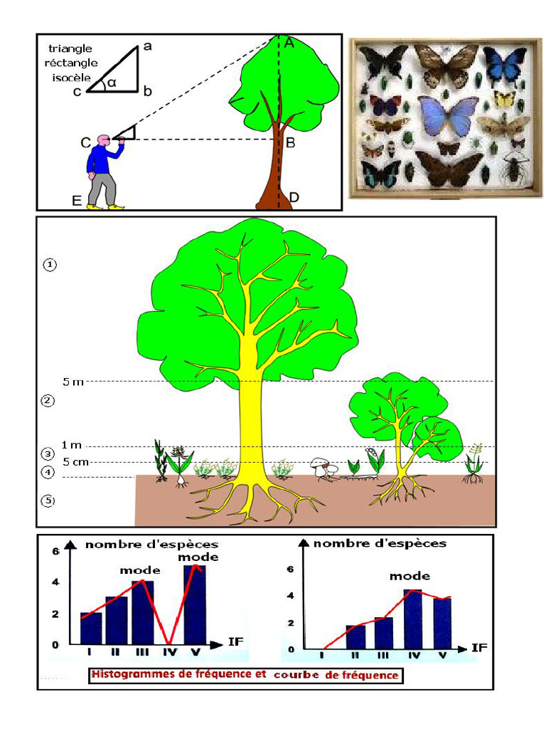 La Sortie Ecologique Exercices PDF 4 | PDF