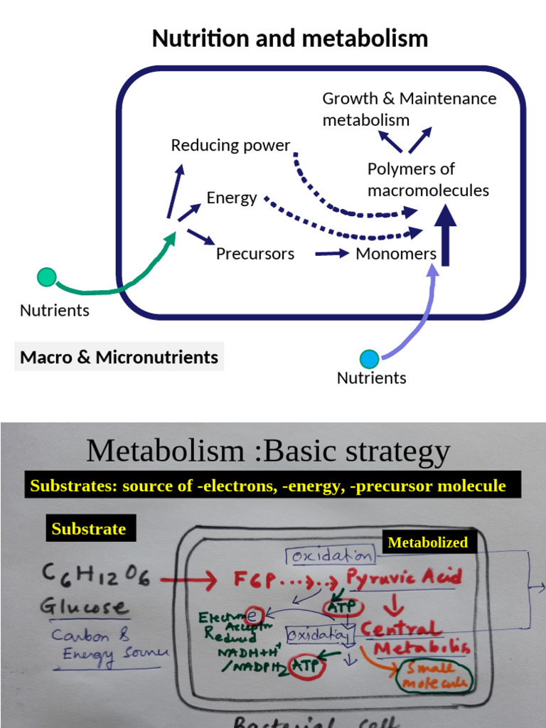Nutrient Transport Pdf Adenosine Triphosphate Cell Membrane