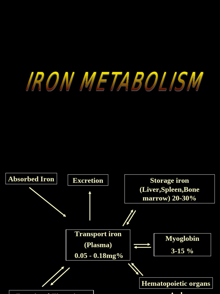 Iron Metabolism | PDF | Iron | Anemia