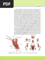 Reproductive System of Cockroach | PDF | Sex Organ | Insects