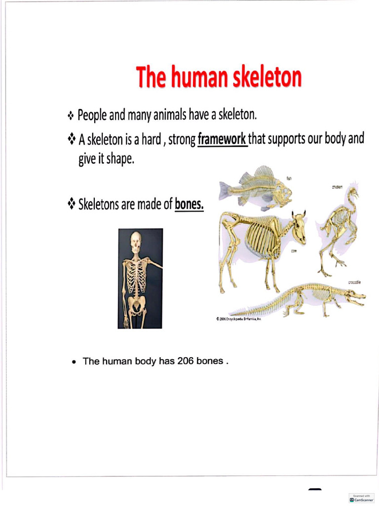 Skeleton (Study Notes) | PDF
