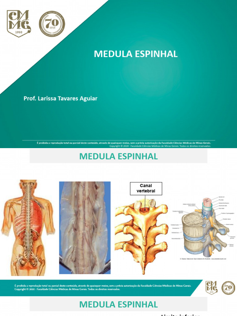Cópia de Aula - Medula | PDF