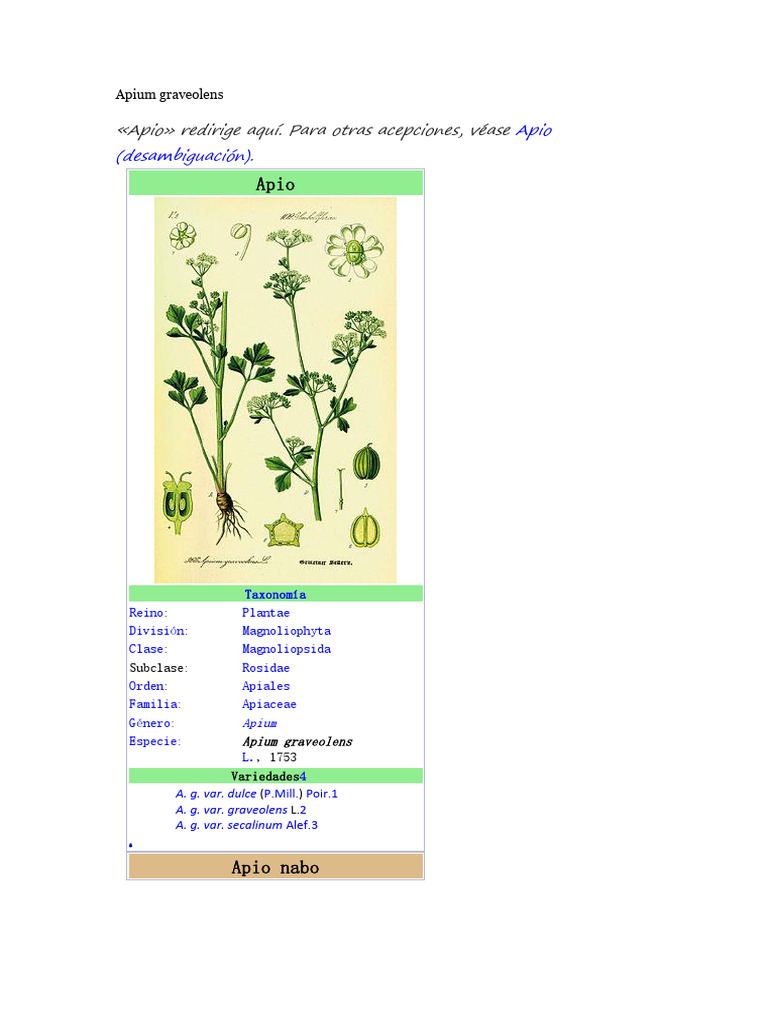 Apium Graveolens | PDF | Apio