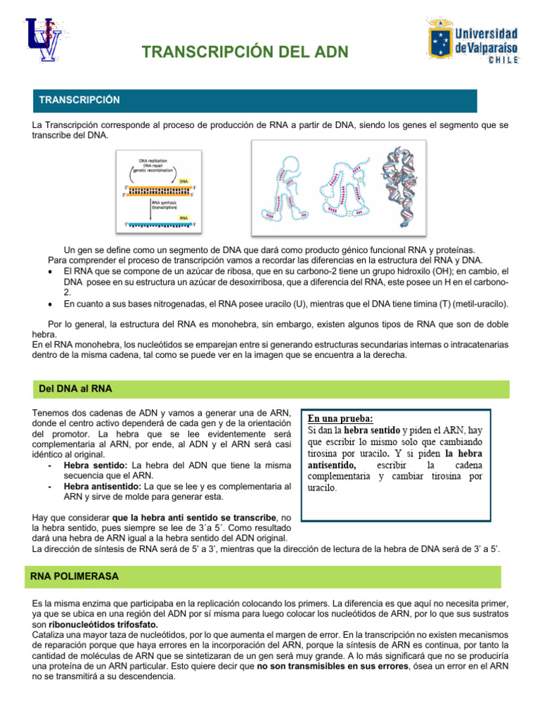 Apunte Transcripción y Traducción | PDF | Rna | Traducción (biología)