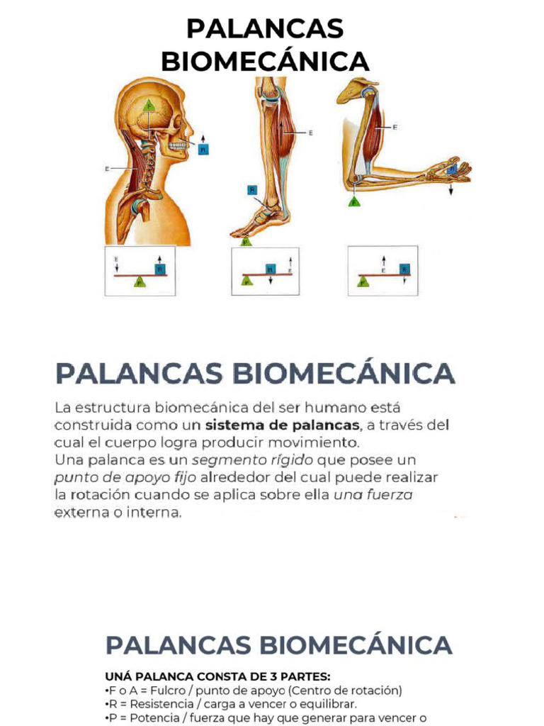 Palancas Biomecánicas | PDF