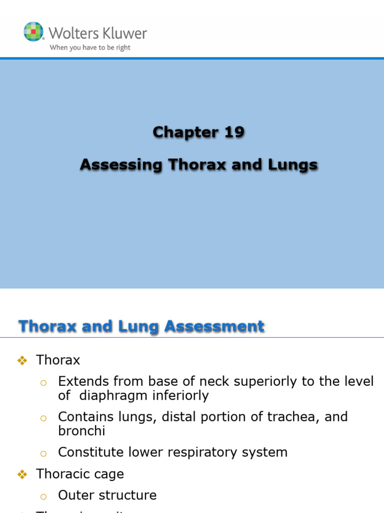 Weber 7e - PowerPoint Presentations - Chapter 19 Thorax and Lungs | PDF ...