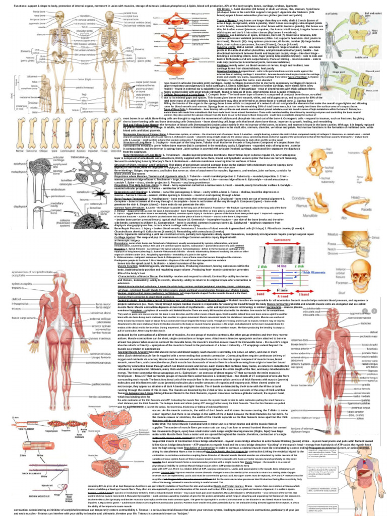 Anatomy & Physiology Cheat Sheet | PDF | Bone | Skin