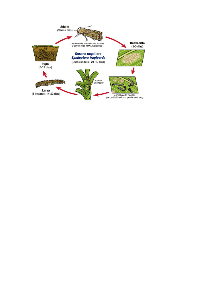 ciclo biologico | PDF
