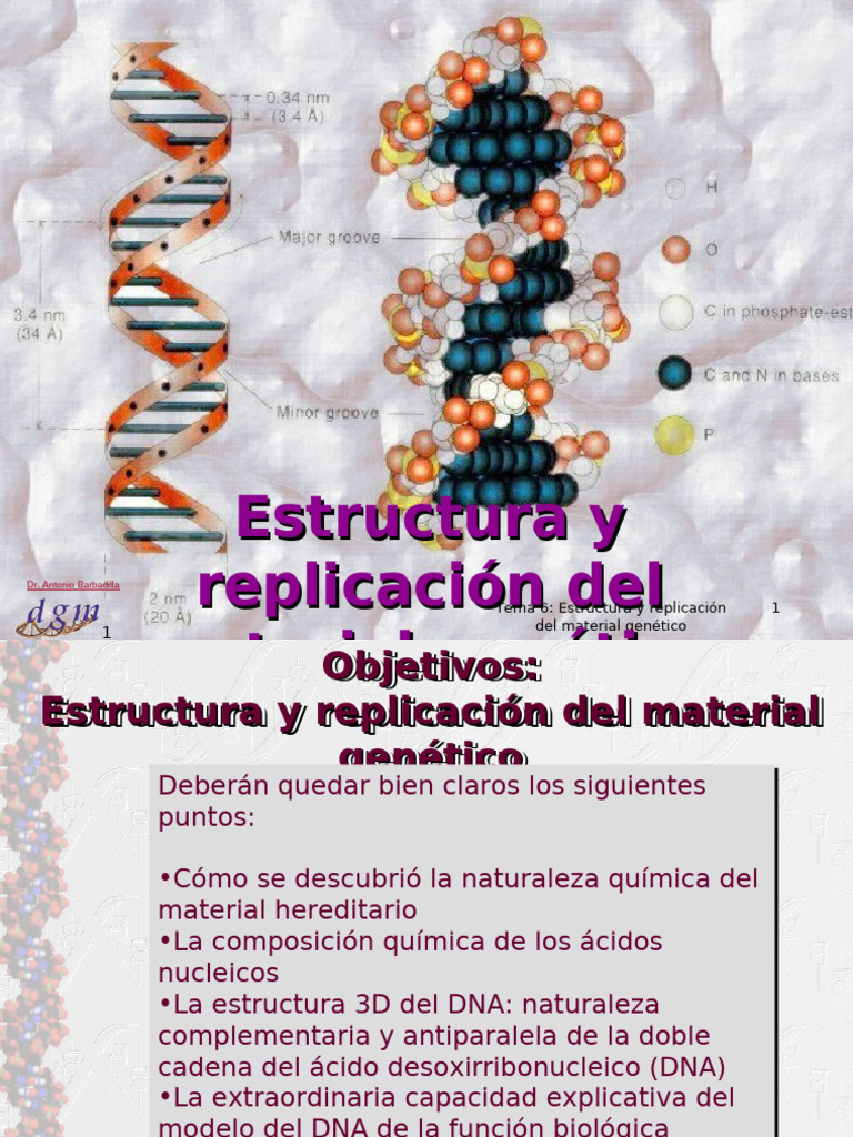 Estructura y replicación del material genético | PDF | Adn ...