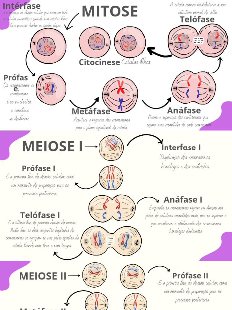 Mapa Mental Mitose e Meiose | PDF | Meiose | Mitose