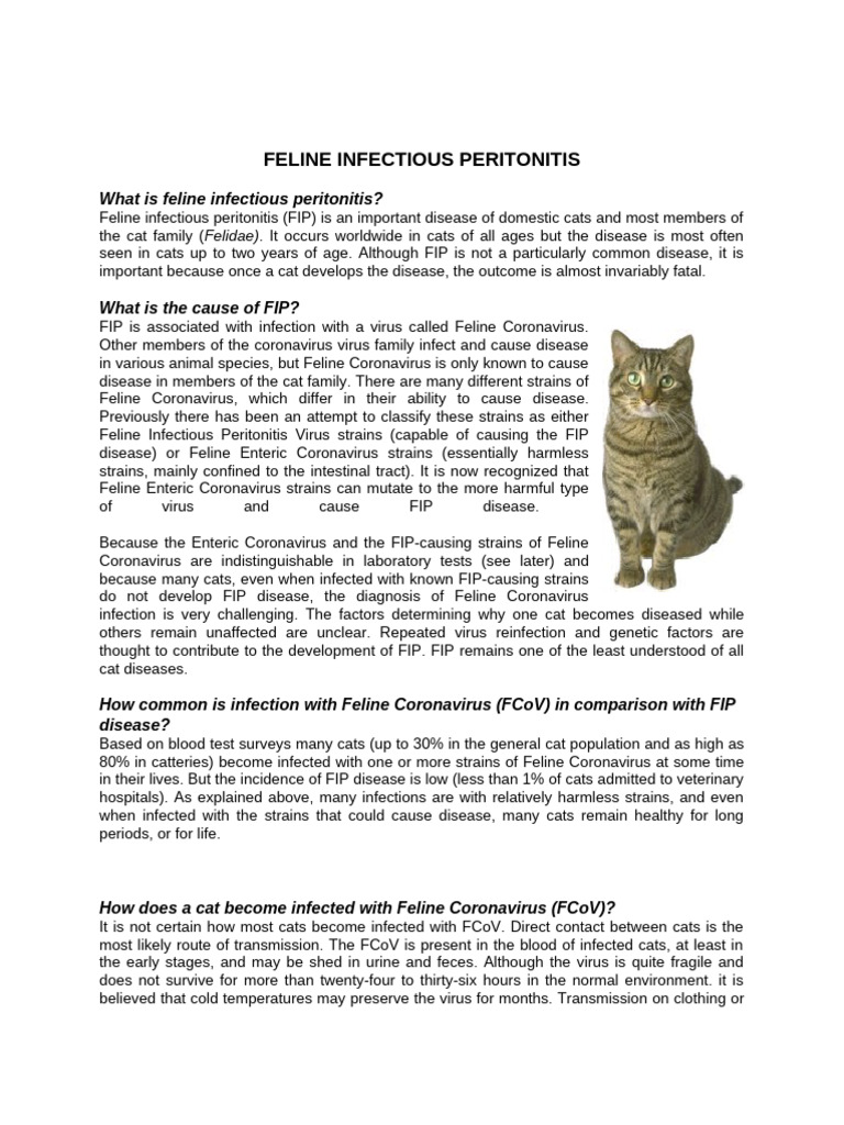 Feline Infectious Peritonitis | PDF | Infection | Medicine