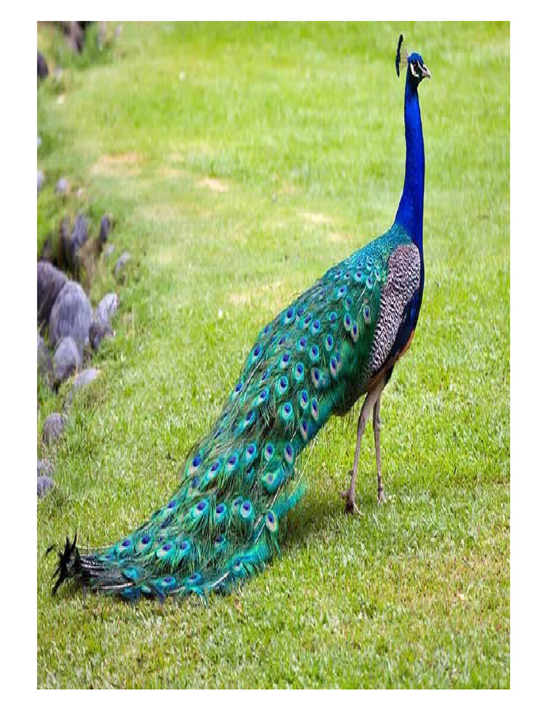 Pavo Real | PDF
