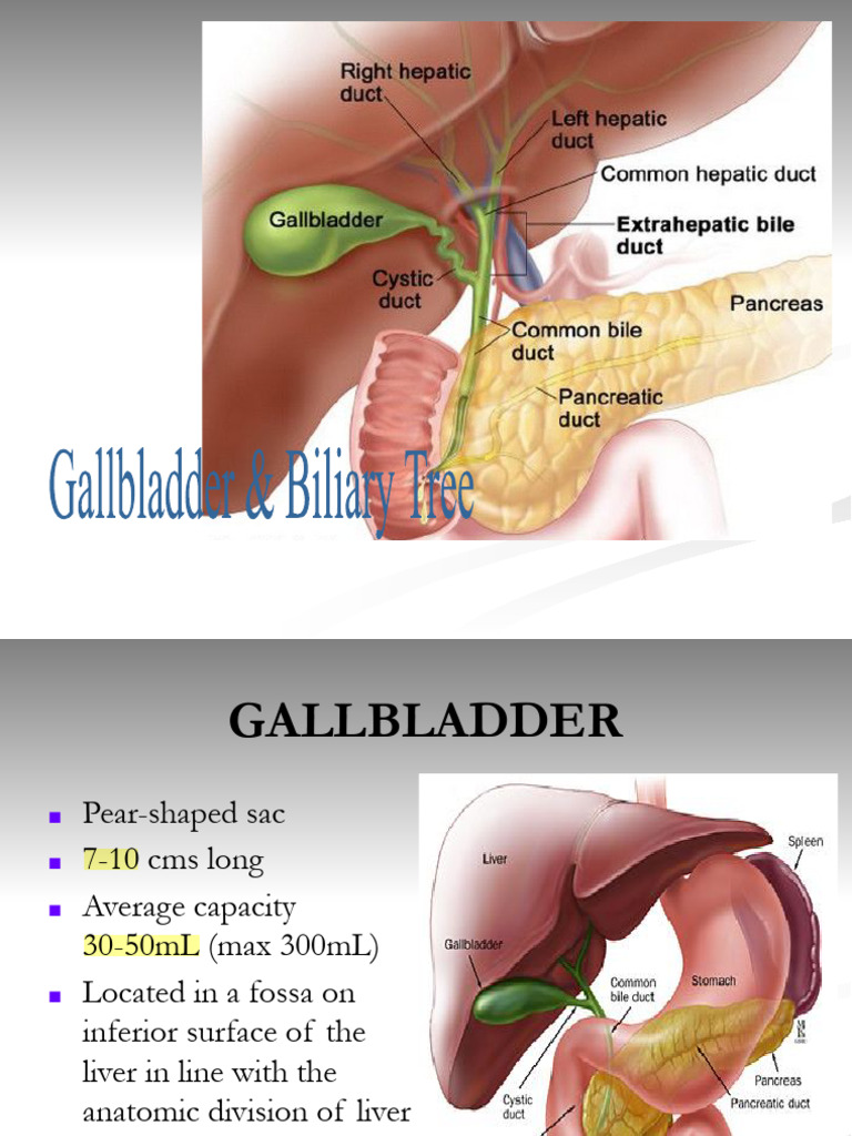 Gallbladder and Extrahepatic Biliary System.pptx | PDF | Gallbladder | Liver