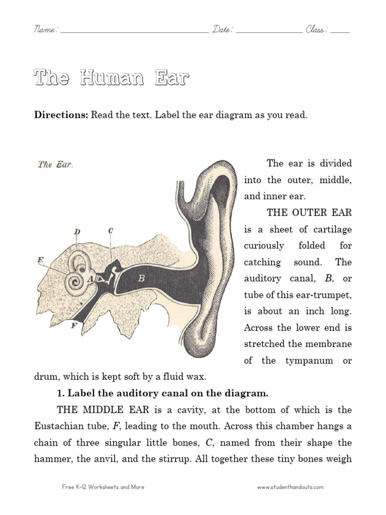 Read and Label The Ear Diagram | PDF | Ear | Auditory System