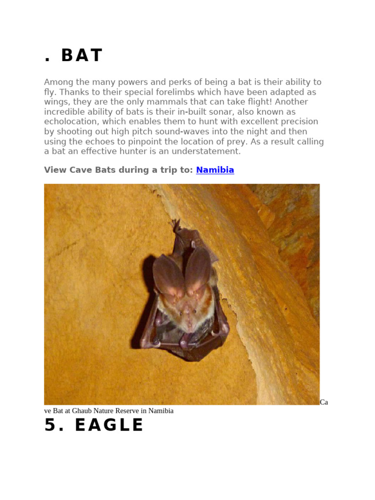 Bats: Masters of Flight and Hunting | PDF | Bat | Venom