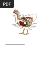 Pigeon Dissection Guide: Anatomy & Systems | PDF | Digestion ...