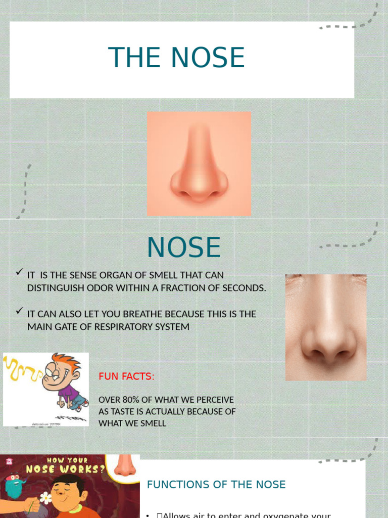 the-nose | PDF | Human Nose | Rhinology