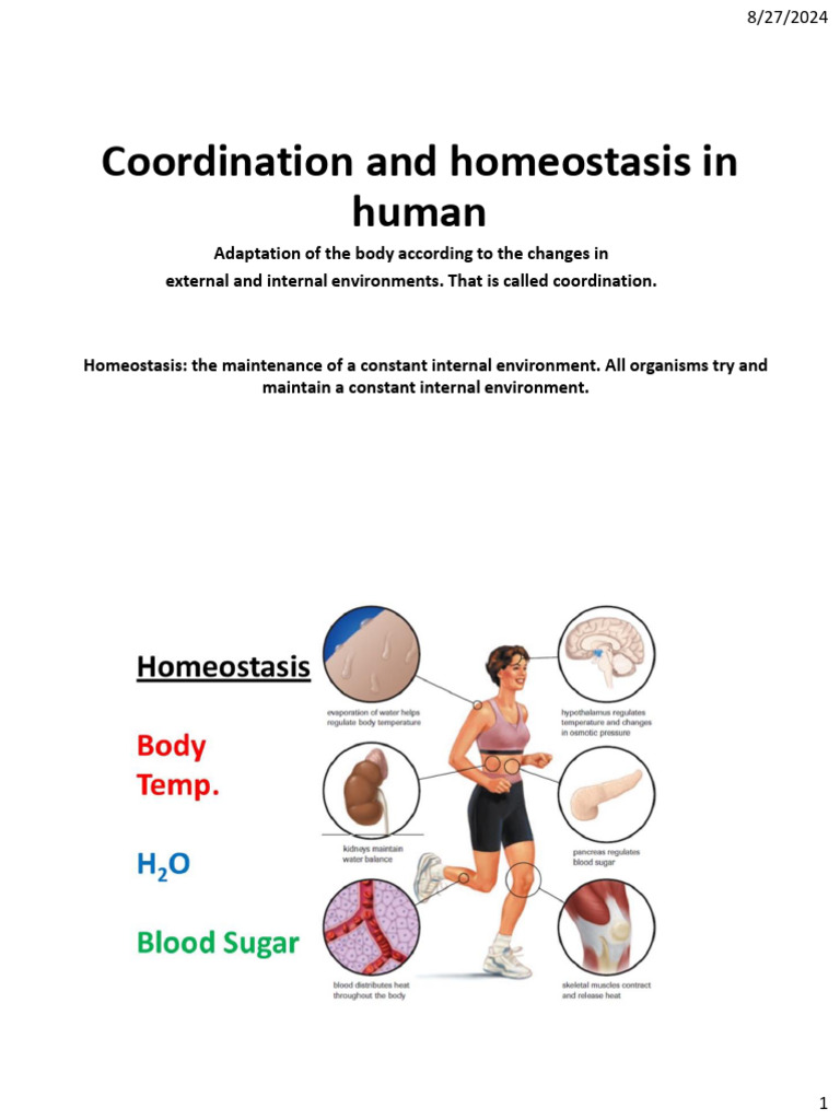 Coordination and Homeostasis in Human | PDF | Nervous System ...