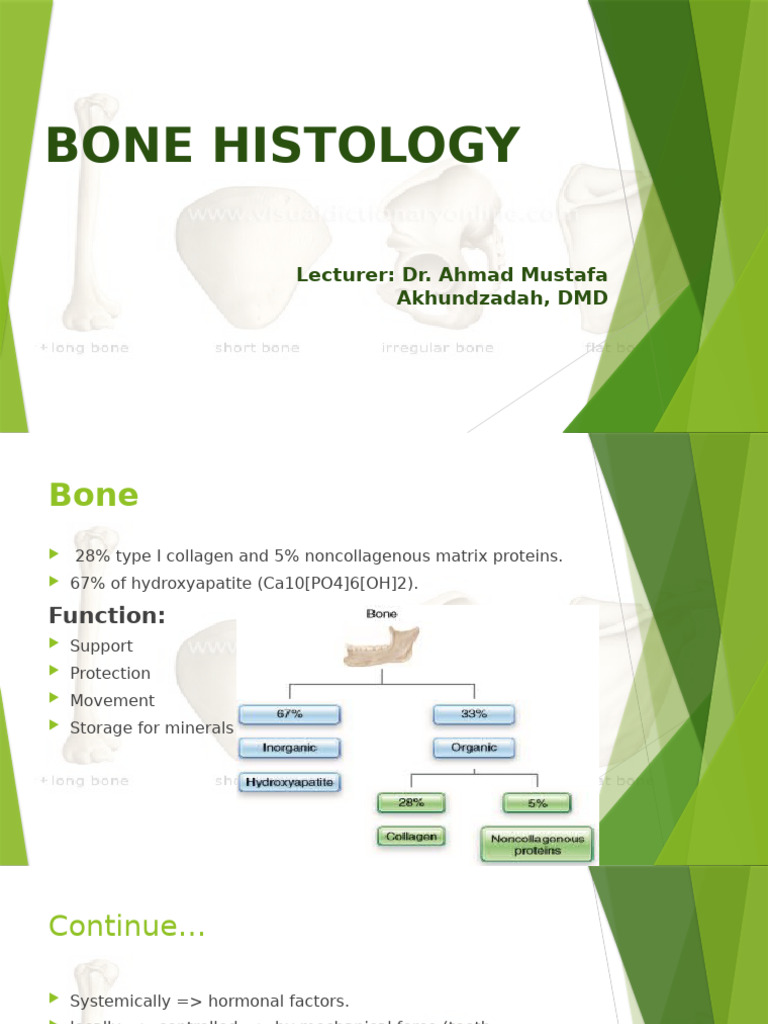 BONE HISTOLOGY - Oral Histology | PDF | Bone | Osteoblast
