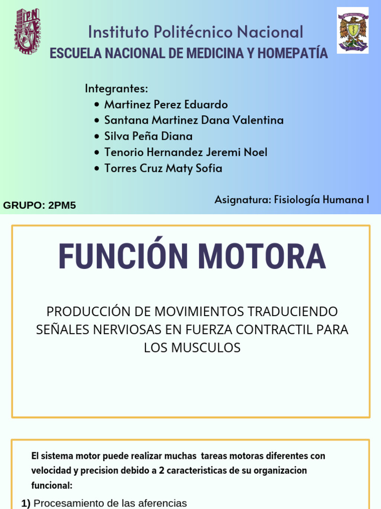 Equipo 2 Funcion Motora - 20240616 - 193213 - 0000 | PDF | Neurociencia ...