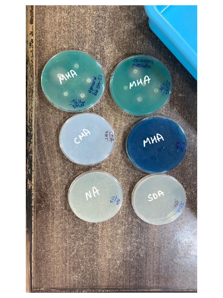 Micro Practical 2 | PDF