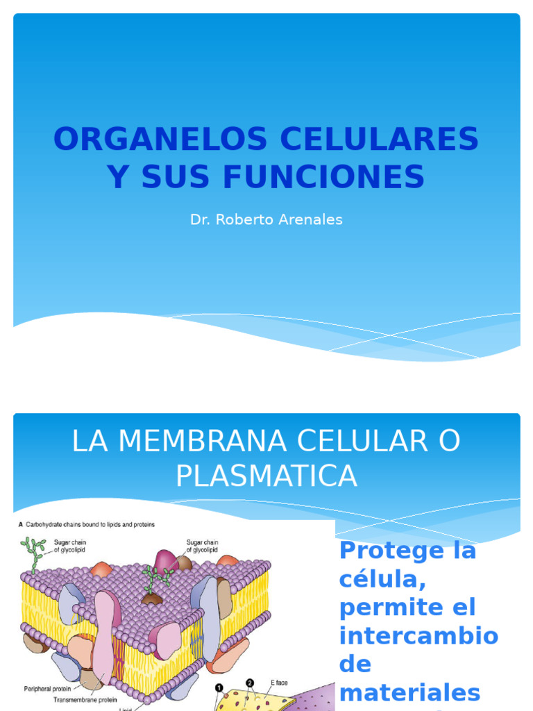 Organelos Y Sus Funciones | PDF | Retículo endoplásmico | Mitosis