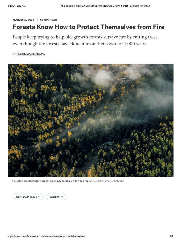 The Struggle To Save An Untouched American Old-Growth Forest - Scientific American | PDF ...