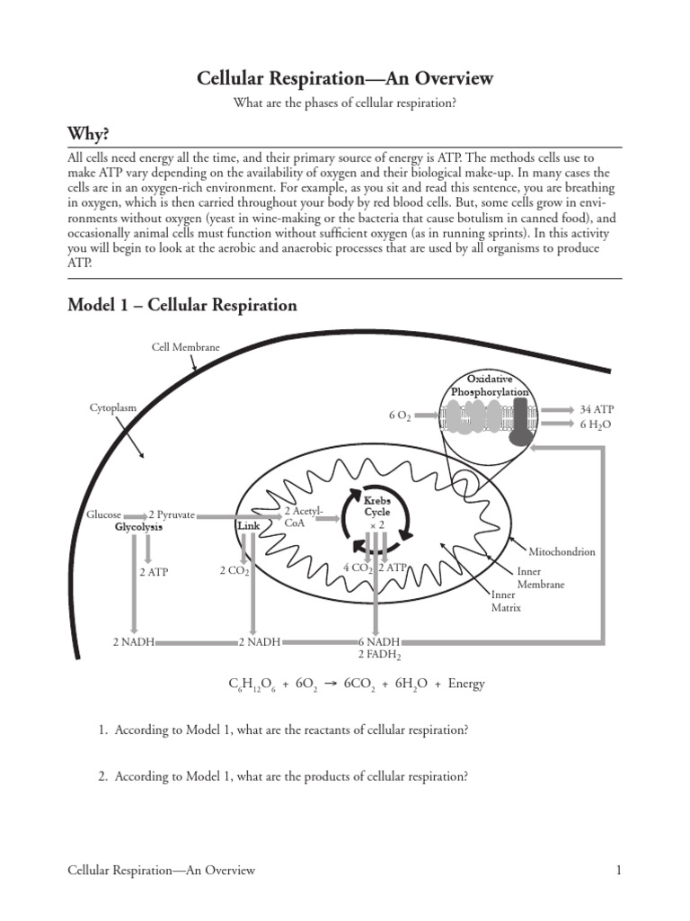 Cellular Respiration Pogil | PDF | Cellular Respiration | Adenosine ...