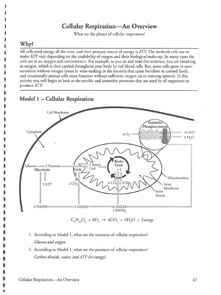 cell_resp_overview__Key | PDF