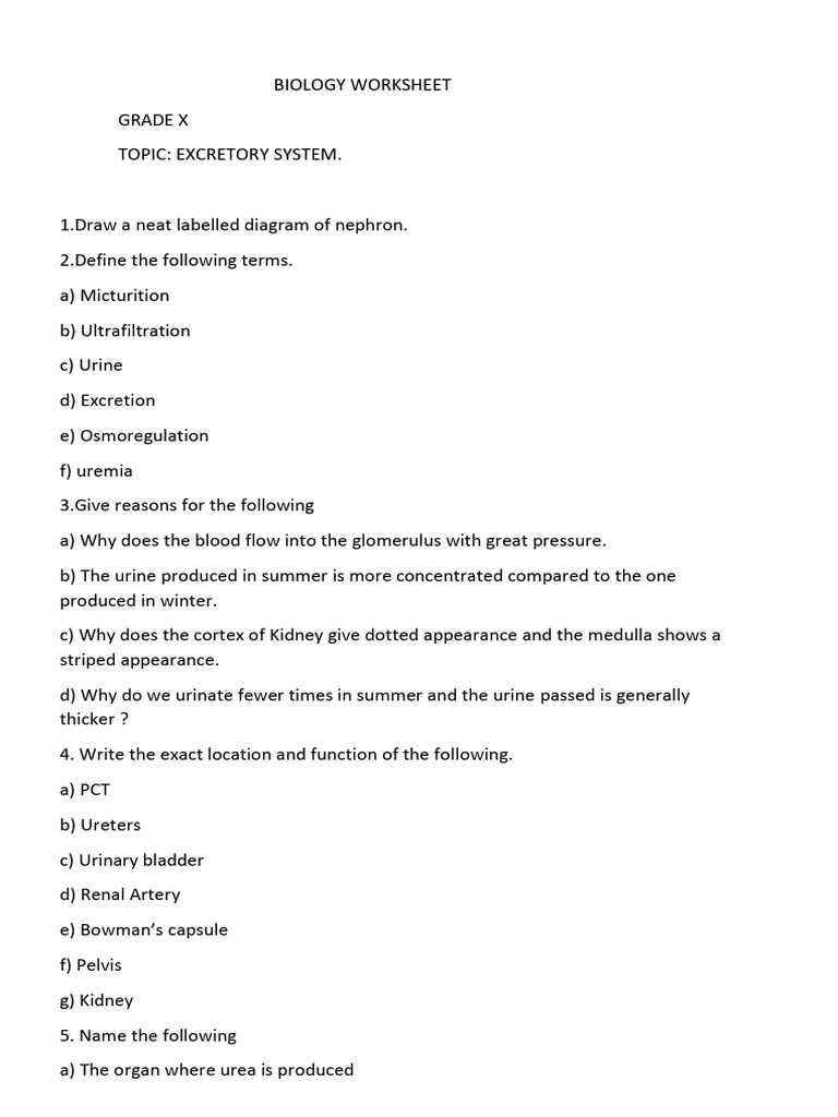 Excretory System Worksheet | PDF