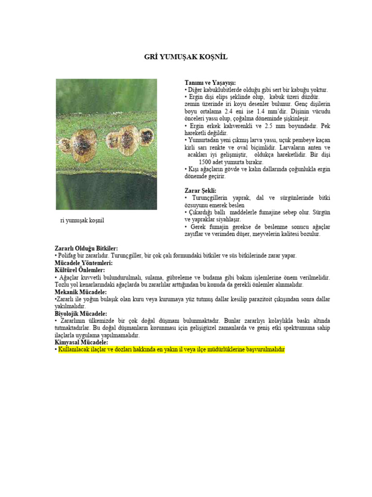 Gri Yumusak Kosnil | PDF