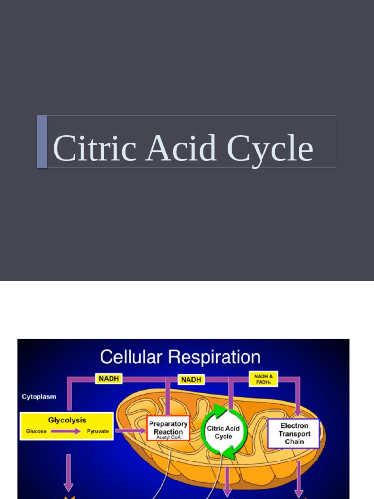 Overview of the Citric Acid Cycle | PDF