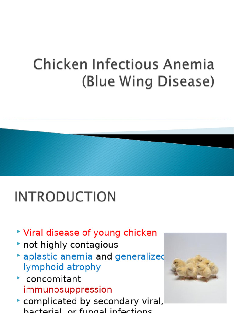 Chicken Infectious Anemia | PDF | Infection | Virus
