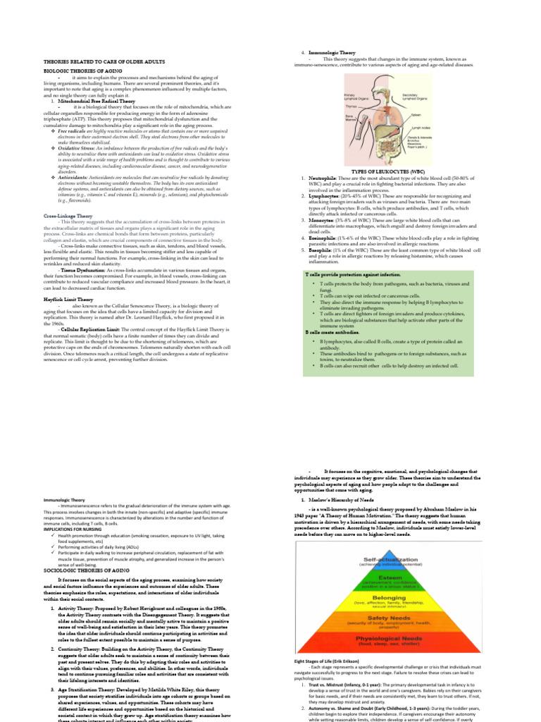 Classroom | PDF | White Blood Cell | Immune System