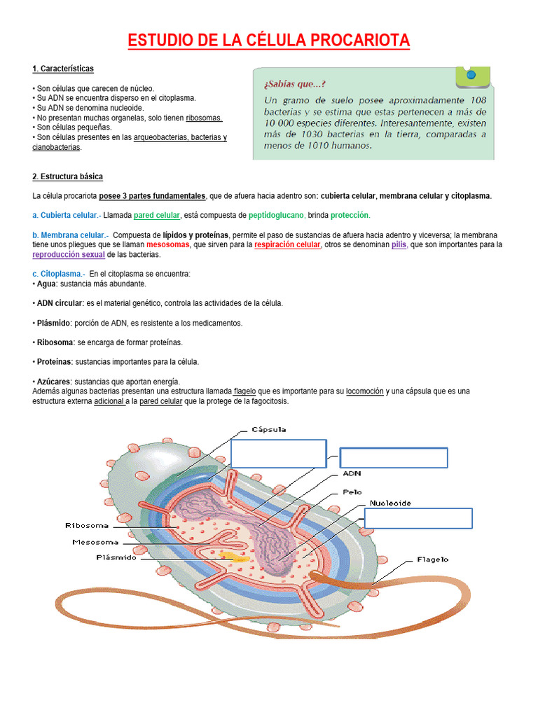 Estudio de La Célula Procariota | PDF | Biología Celular) | Las bacterias