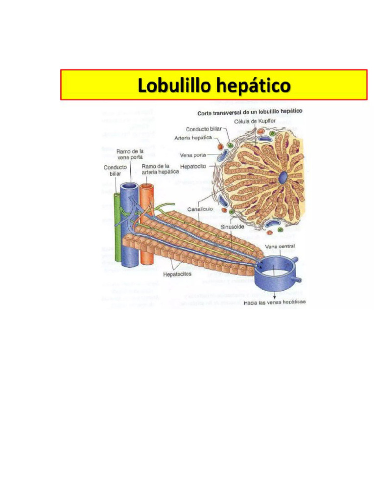 Higado Hemo 2 | PDF
