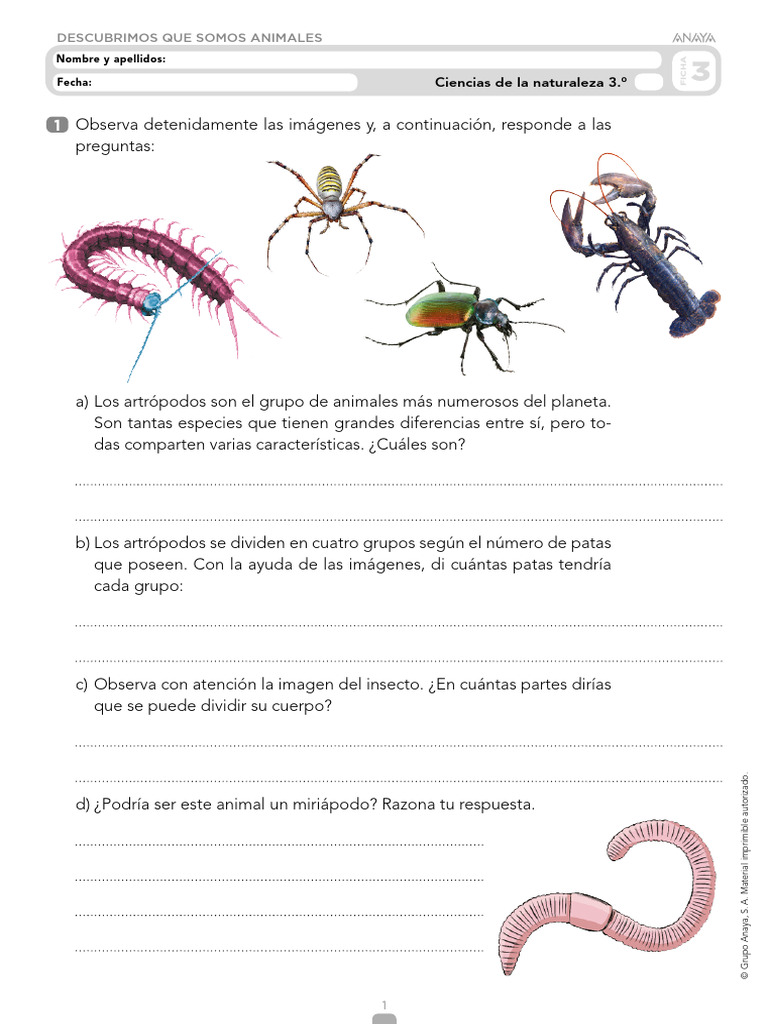 Descubrimos Que Somos Animales: Ciencias de La Naturaleza 3.º | PDF ...