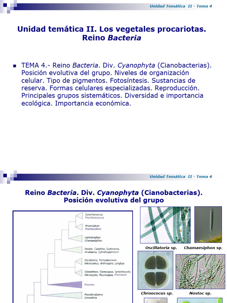 Botánica-T04. División Cyanophyta | PDF | Cianobacterias | Biología