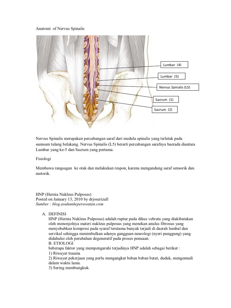 Anatomi of Nervus Spinalis | PDF