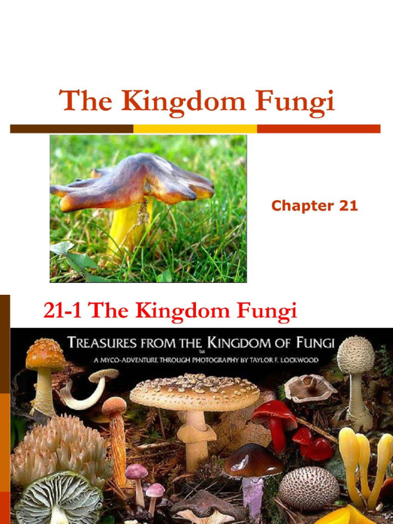 Kingdom Fungi 3 | PDF