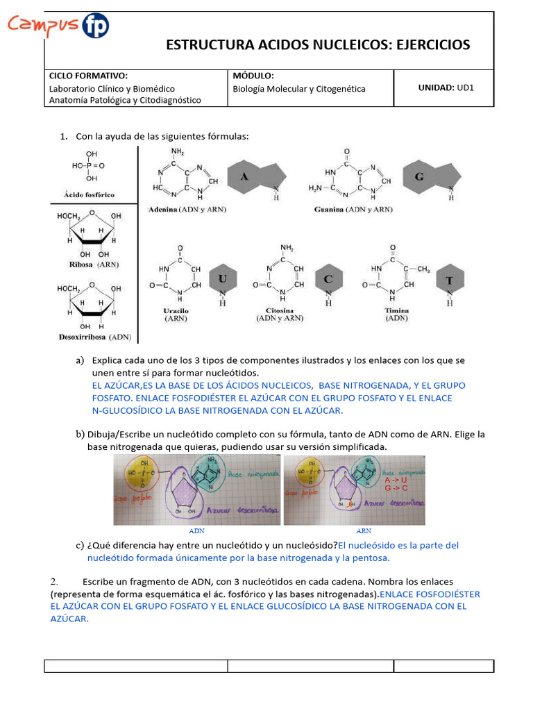 Estructura y Ejercicios de Ácidos Nucleicos | PDF | Ácidos nucleicos | Adn