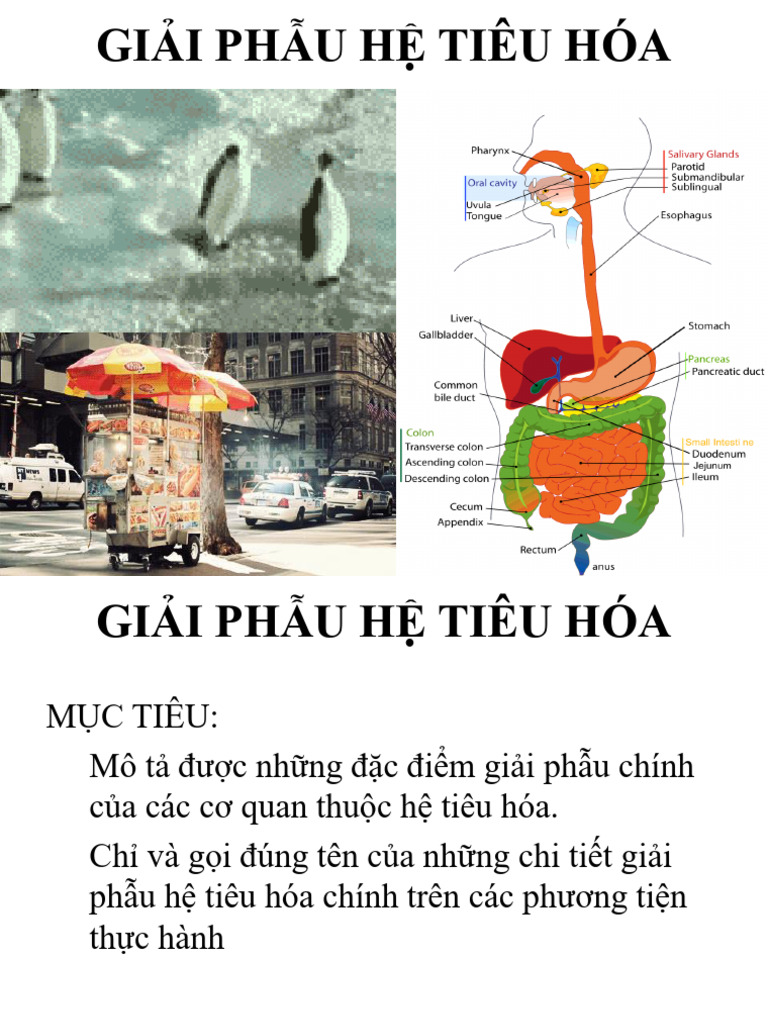 GIAI PHAU HE TIEU HOA - DH Duoc | PDF