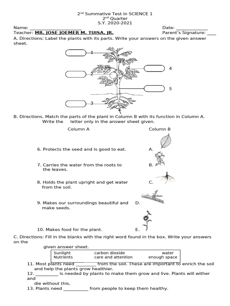 1st Grade Plant Parts Assessment | PDF | Plants | Soil