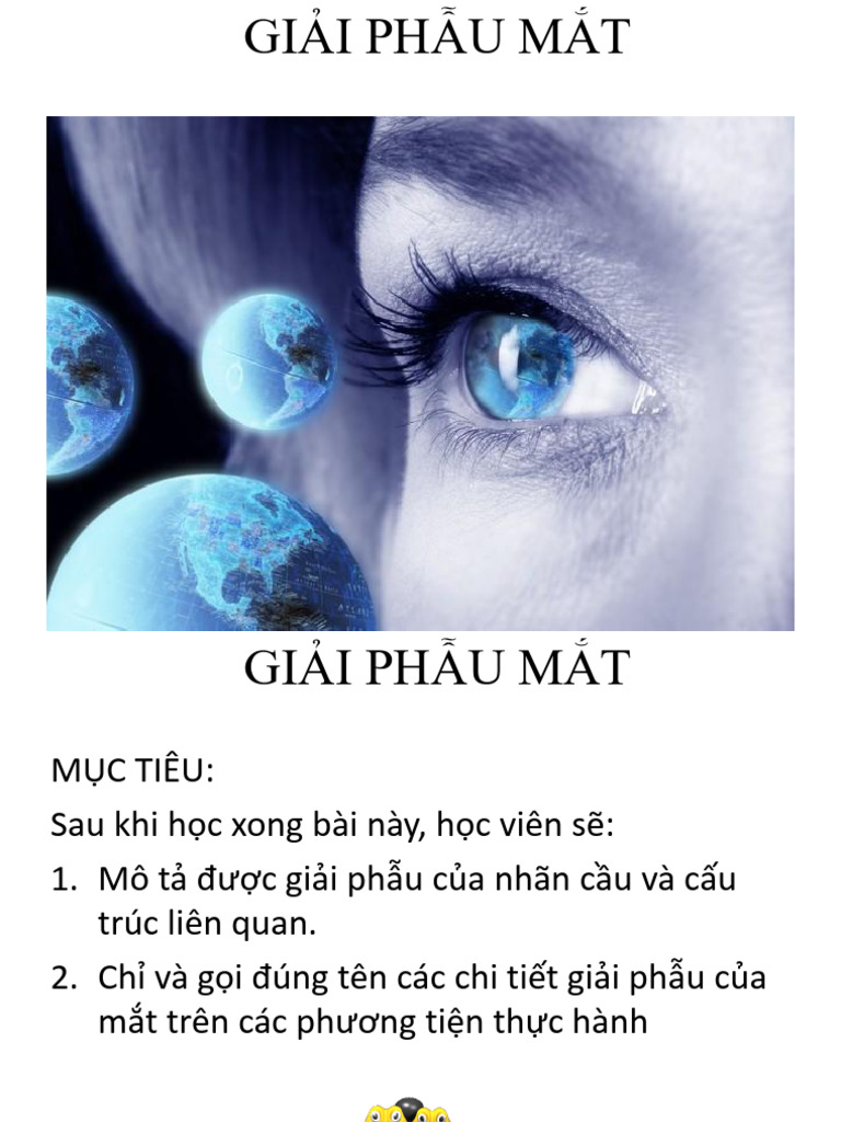 GIAI PHAU CAC GIAC QUAN - DH Duoc | PDF