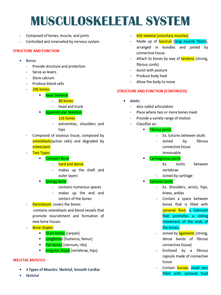 Musculoskeletal System Overview | PDF | Anatomical Terms Of Motion ...